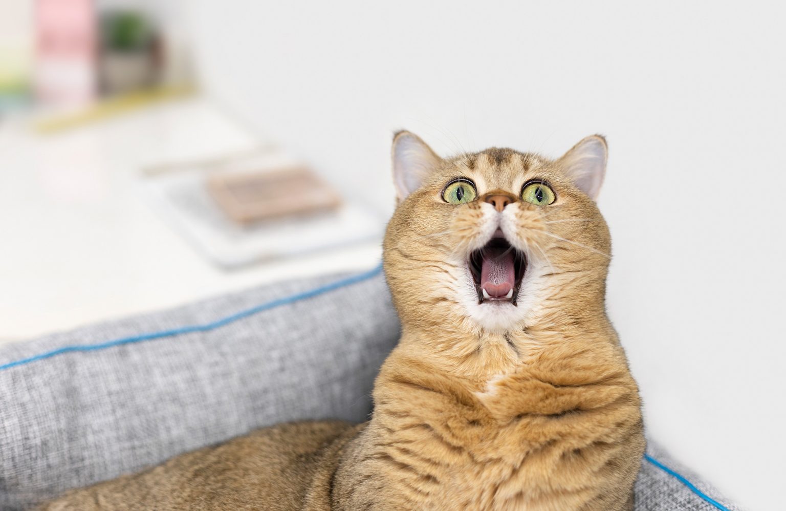 Understanding Caterwauling In Cats | YoyiPet