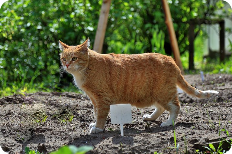 How To Tell If Cat Needs Glands Expressed? | YoyiPet