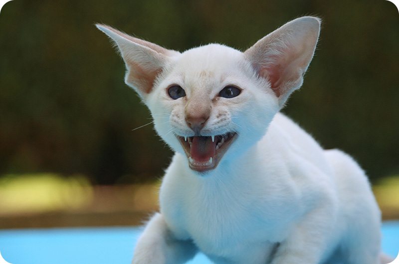 Understanding Caterwauling In Cats | YoyiPet