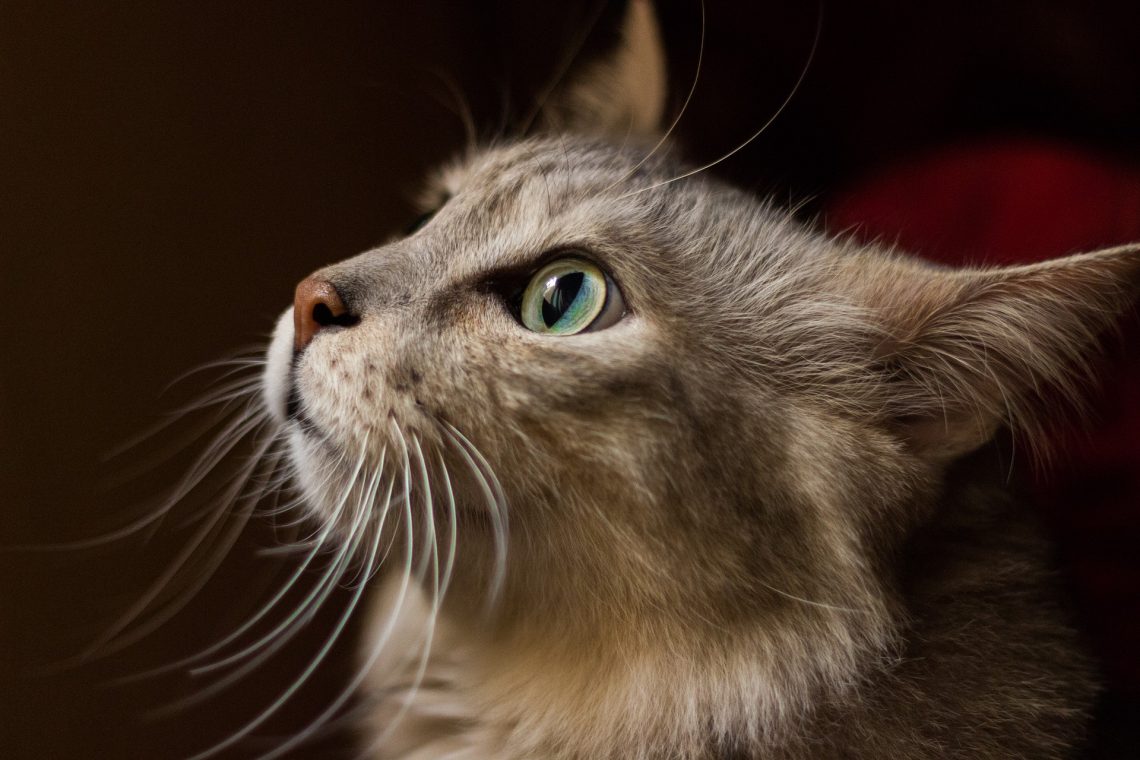 How Does Cat Food Taste Like YoyiPet How Does Cat Food Taste Like YoyiPet