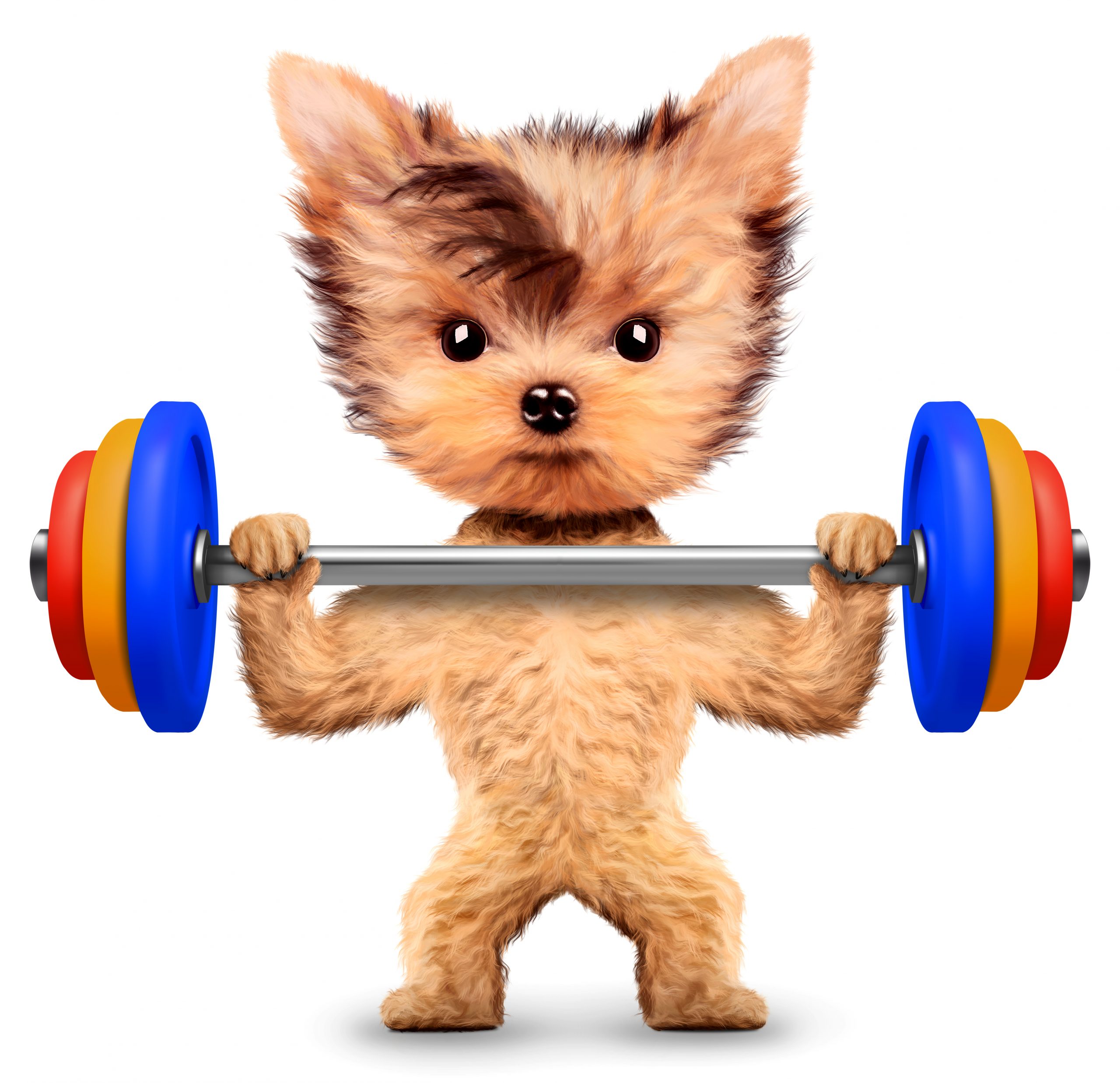 How To Teach My Dog To Defend Himself YoyiPet