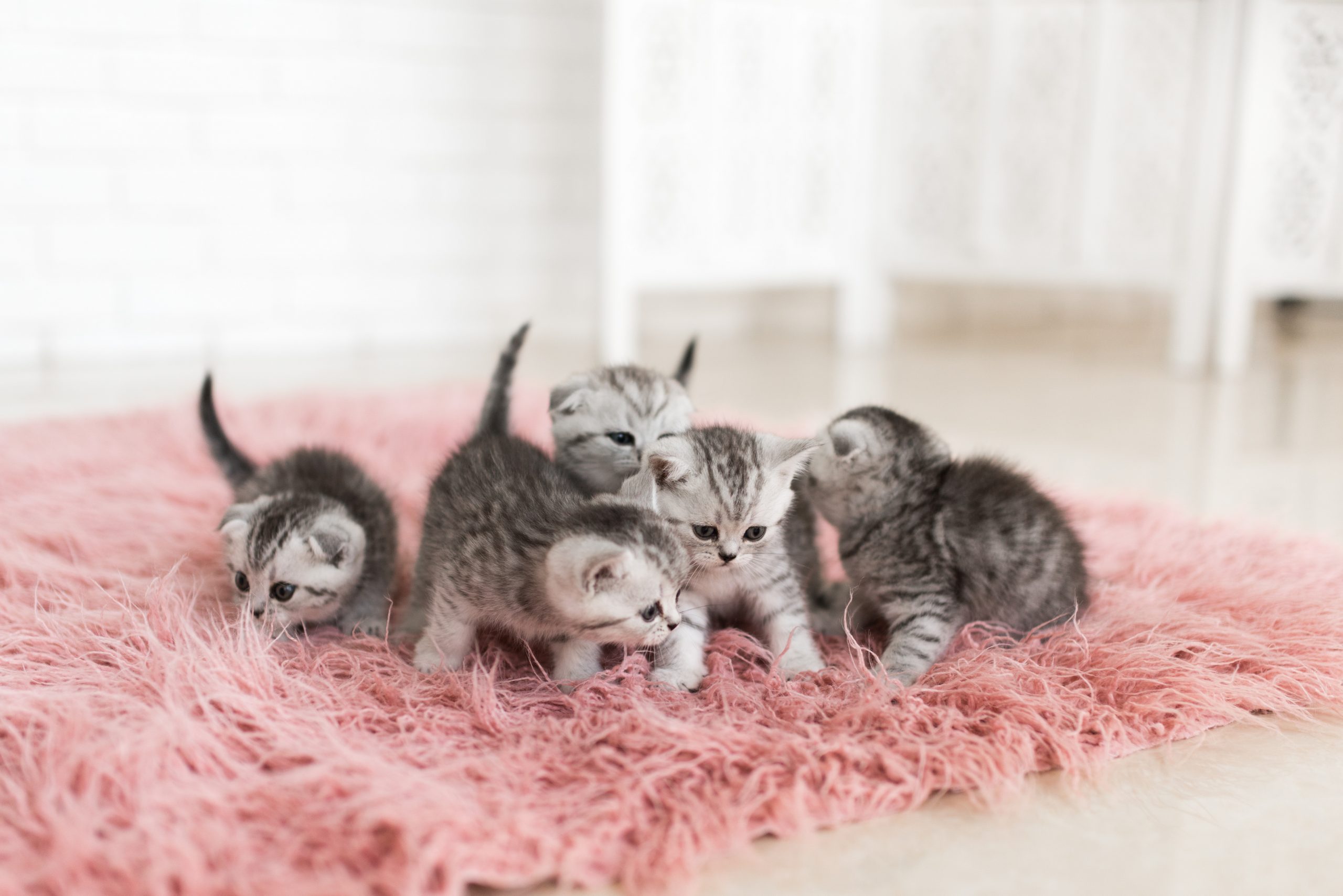 How To Stop Cat From Peeing On Carpet YoyiPet
