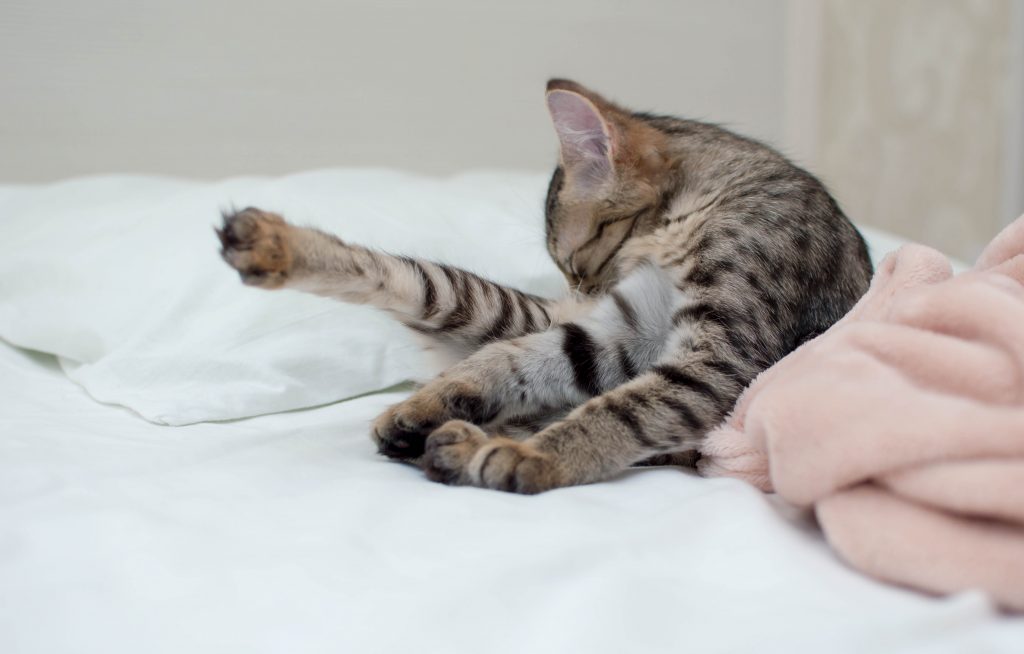 How To Tell If Cat Needs Glands Expressed? | YoyiPet