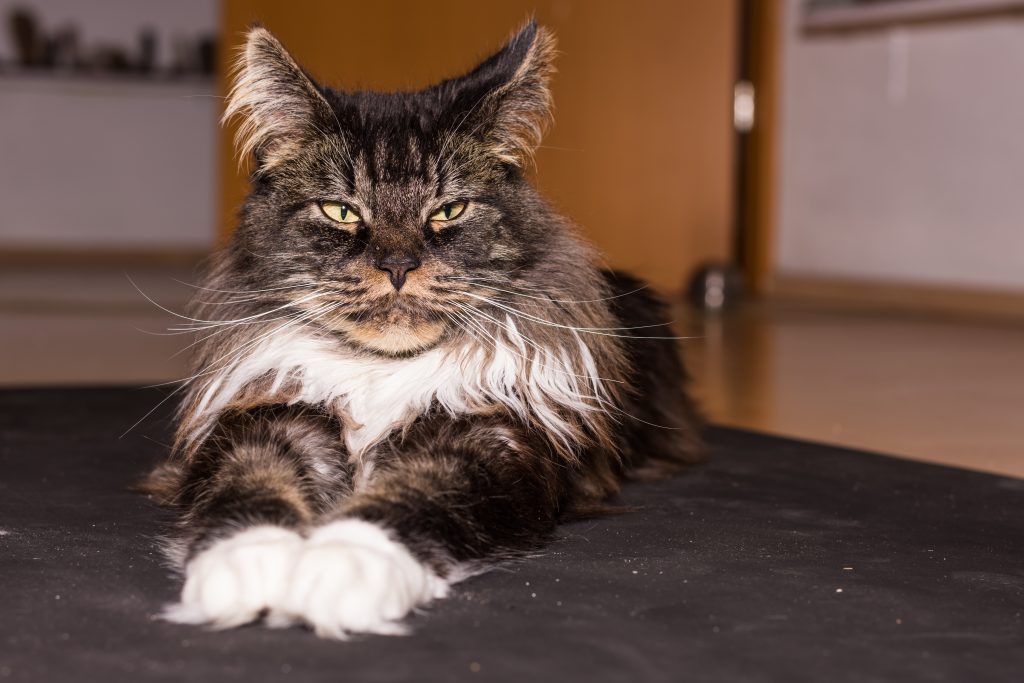 How Many Bones Does A Cat Have? | YoyiPet