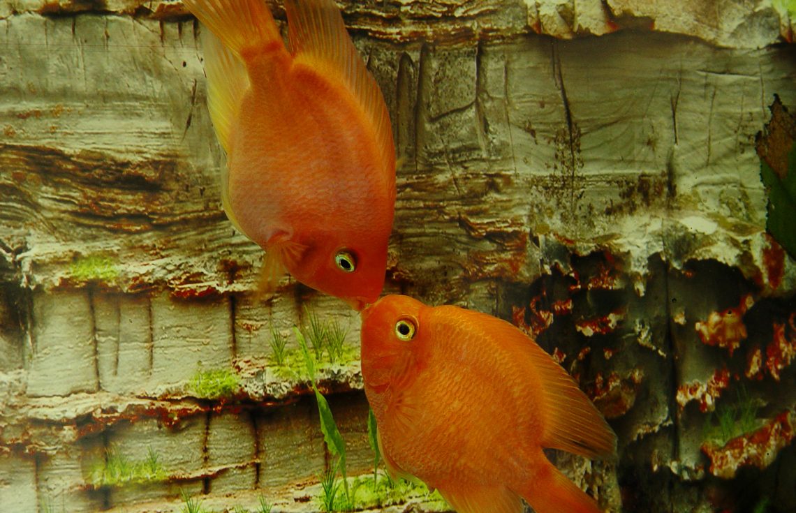 How Do Fish Have Sex? | YoyiPet