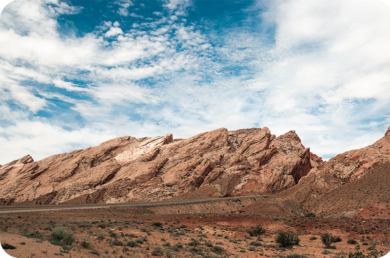 What Is Nevada's State Bird? | YoyiPet