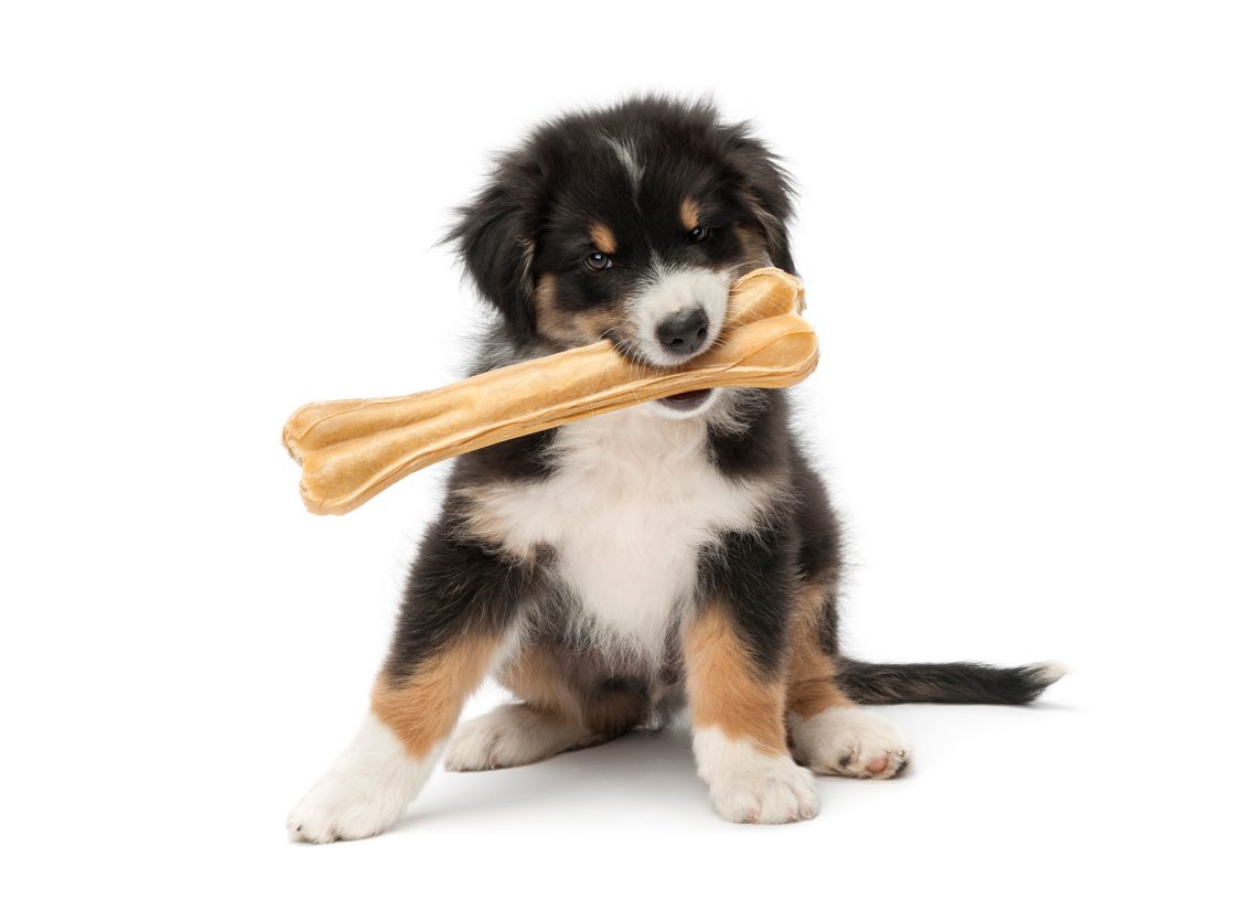 Dog Glucometer Vs. Human Glucometer | YoyiPet