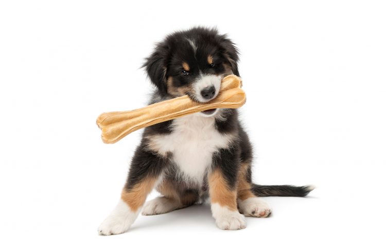 How To Dispose Of Old Dog Bones？ | YoyiPet