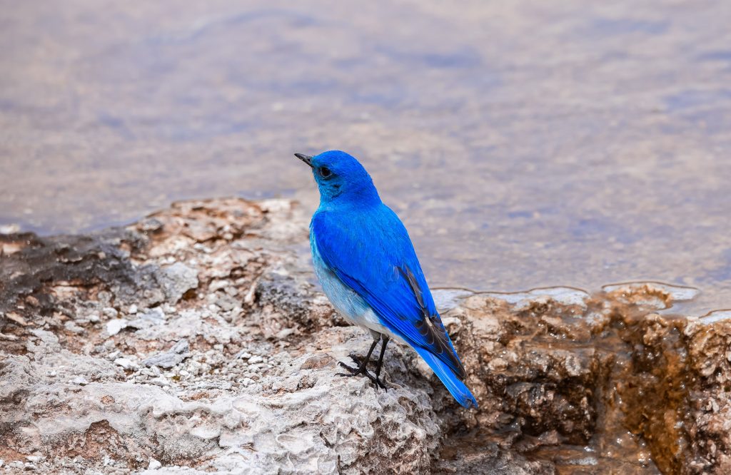 State Bird Of Nevada And Its History