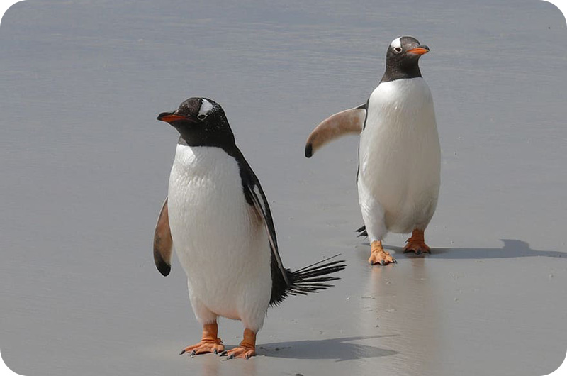 Which Bird Is Used As The Official Mascot To The Linux Operating System ...